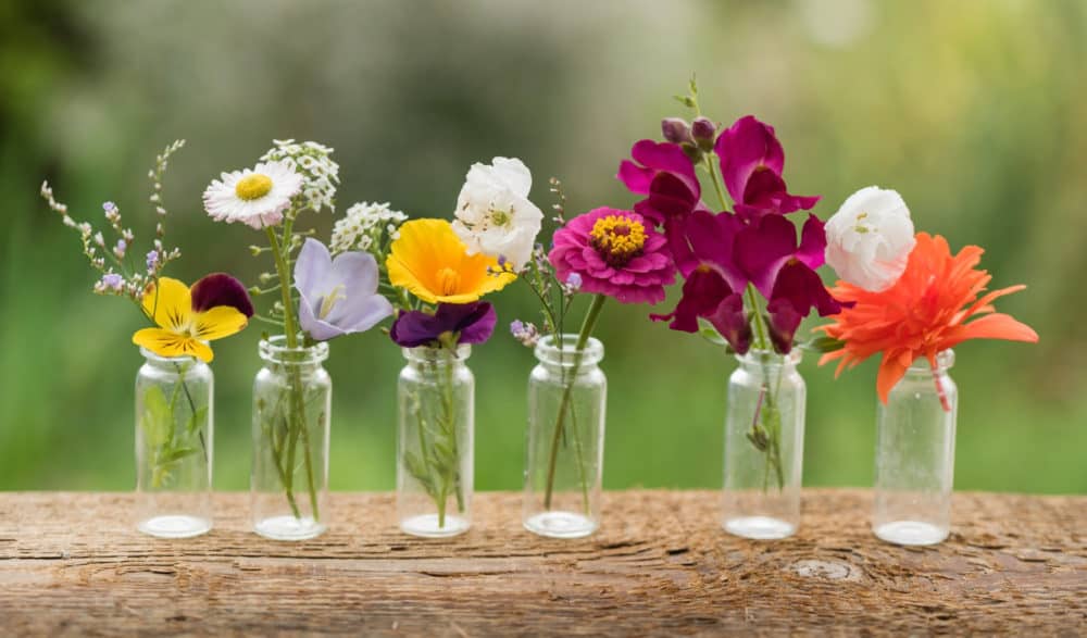 5 Free Ways to Create More Flowers for Your Garden - Pinecone Cottage ...