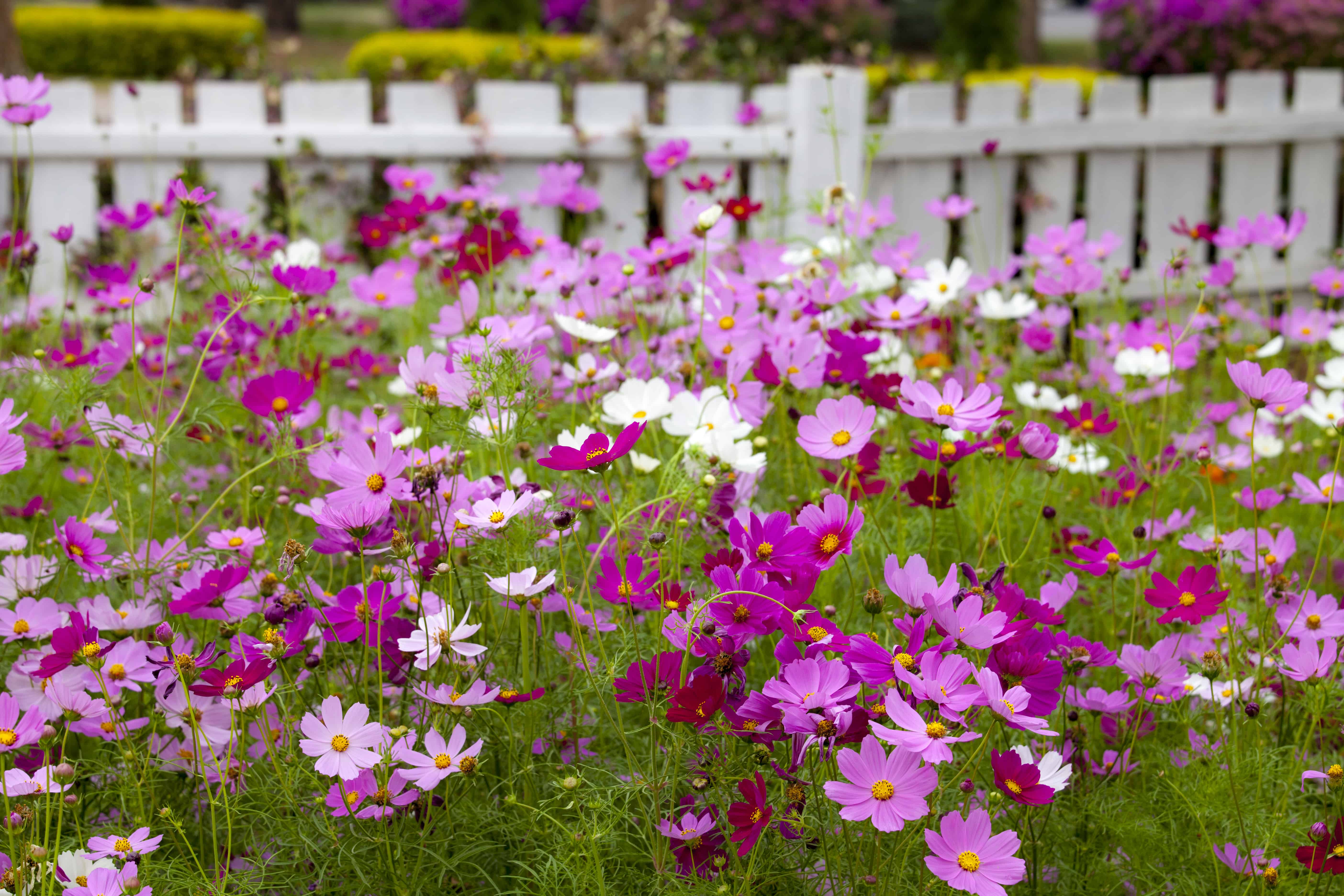 Cosmos Flowers In The Garden Pinecone Cottage Retreat